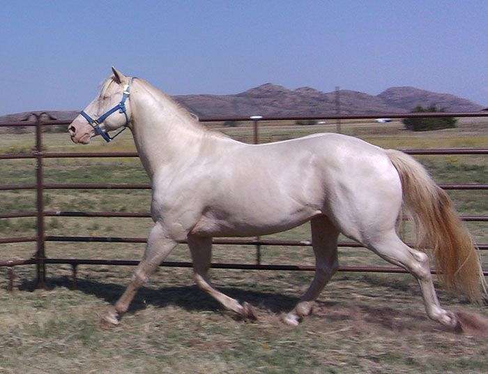 Fire Water Flit Horses for Sale
