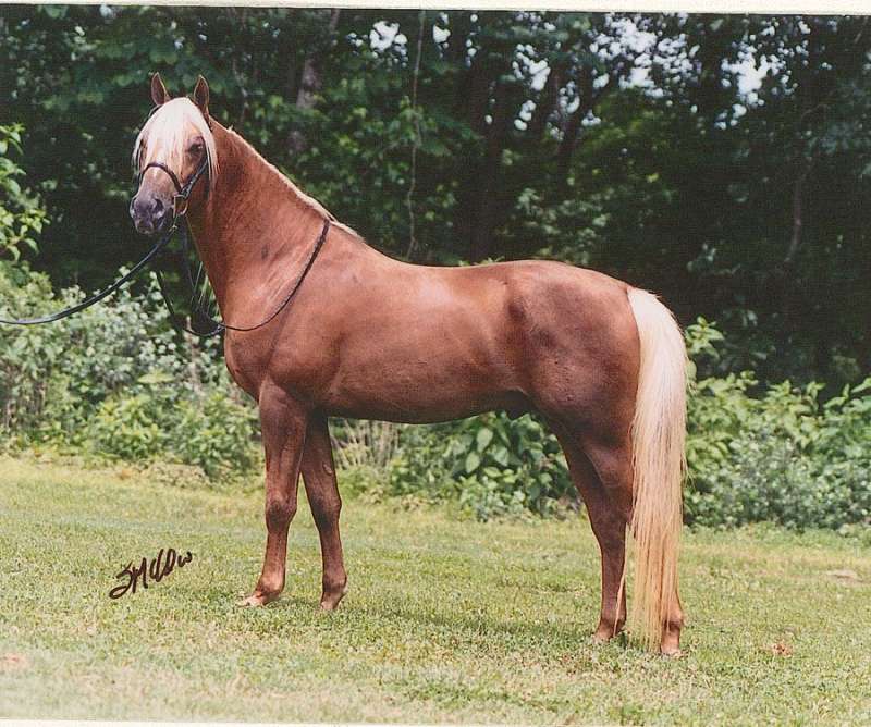 Morab Horses for Sale