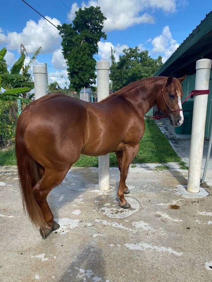 AQHA Sorrel Stallion [ Not for Sale ] Only for Stud $500