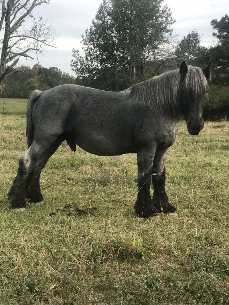 Belgian Horses for Sale in Alabama