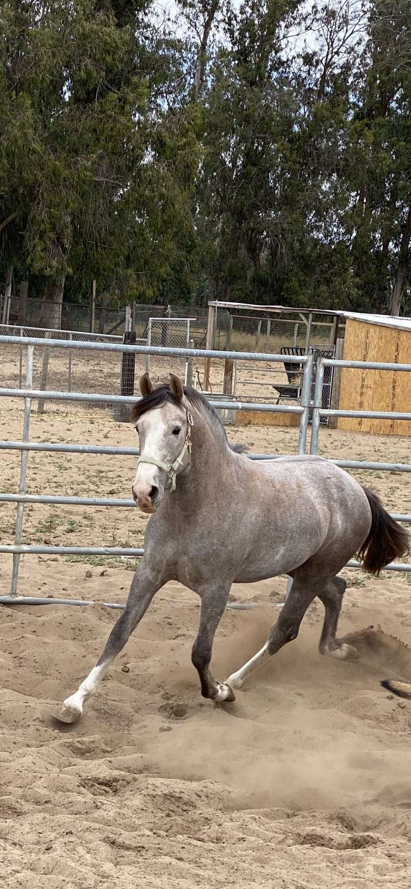 Azteca Horses For Sale By State azteca-horses-for-sale-by-state
