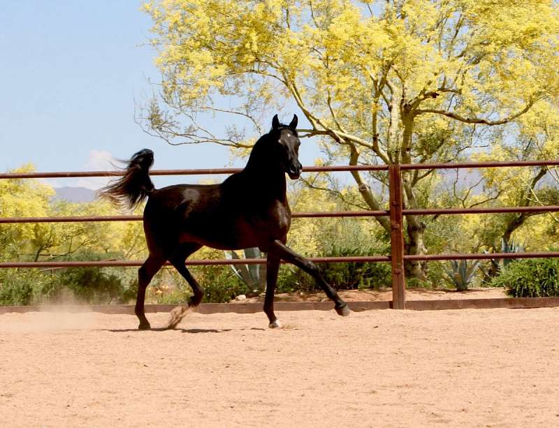 Arabian Horses for Sale in Arizona