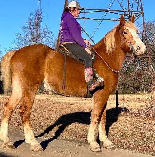 EquineNow Horses for Sale