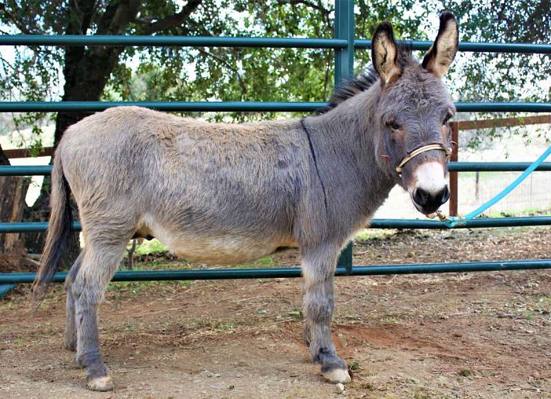 Donkey Rescue Farms in Oklahoma