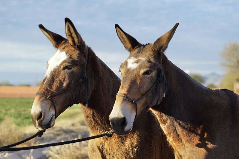 Mules for Sale in Arizona
