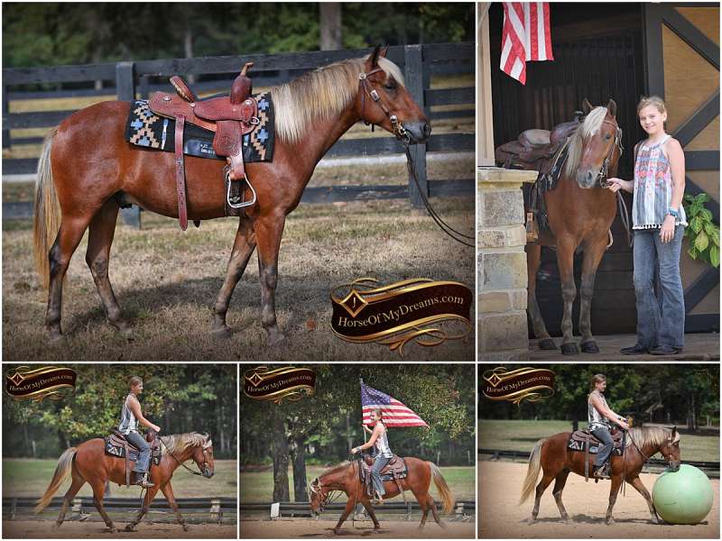 Ponies for Sale in Oregon