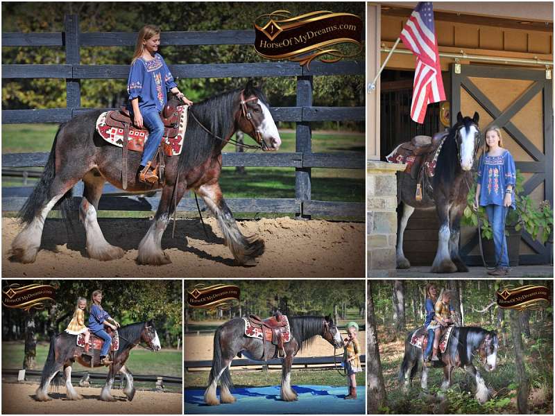 EquineNow Horses for Sale