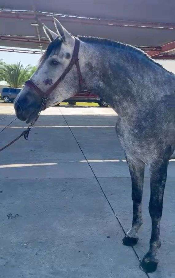 Solid Grey Andalusian Mare