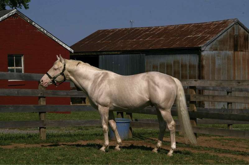 Cremello Stallion for Sale