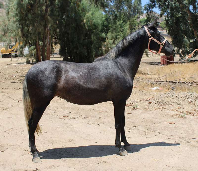 Beautiful Andalusian Grey Filly in Canyon Country, California