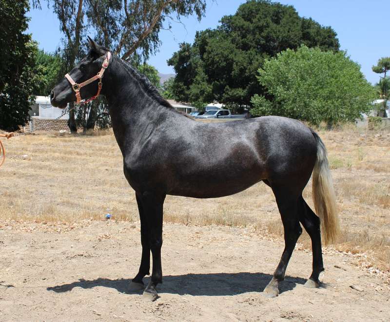 Beautiful Andalusian Grey Filly in Canyon Country, California