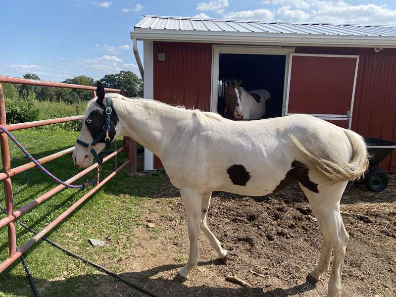 2023 Gray Tovero Filly