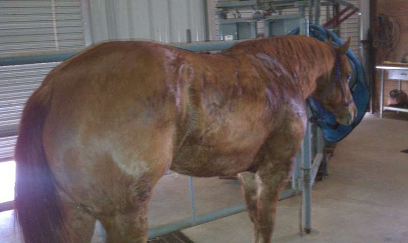 2010 AQHA Sorrel - Miss Cool Package - Amazing Pedigree by Smash My Package