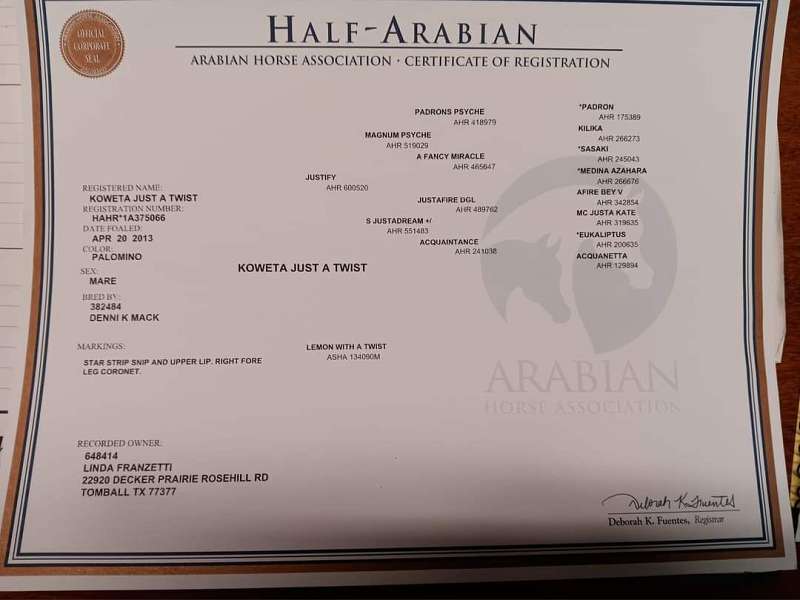 Half Arabian Palomino Mare