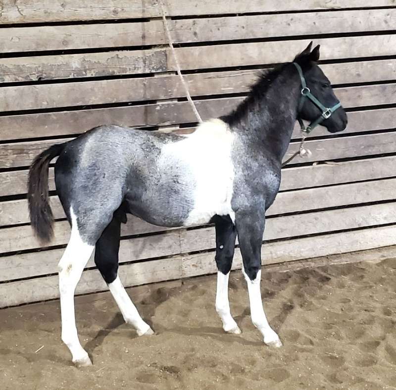 Blue Roan Tobiano Stud Prospect. Color Me Smart, a Tru Rolex