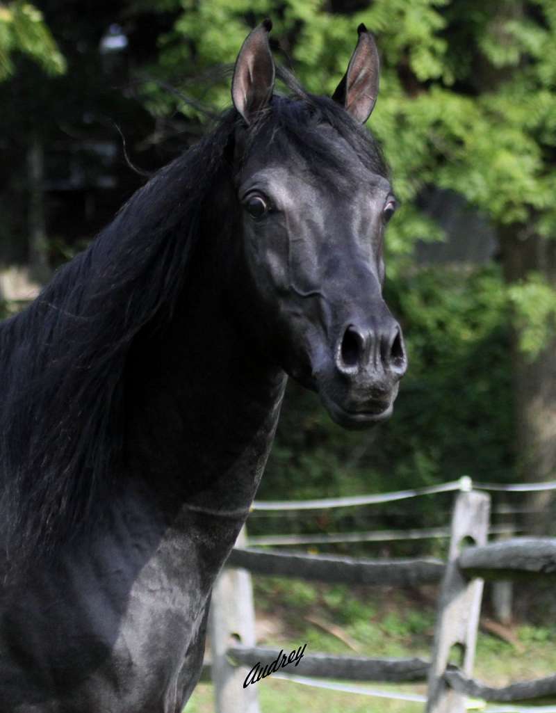Black Arabian Stallion