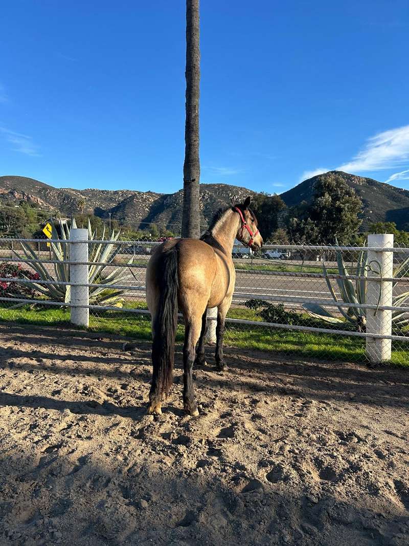 2022 Buckskin Warlander Friesian and Andalusian Cross