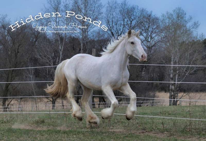 Palomino Gypsy Vanner Gelding