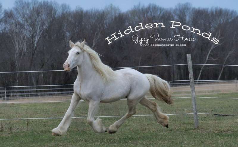 Palomino Gypsy Vanner Gelding