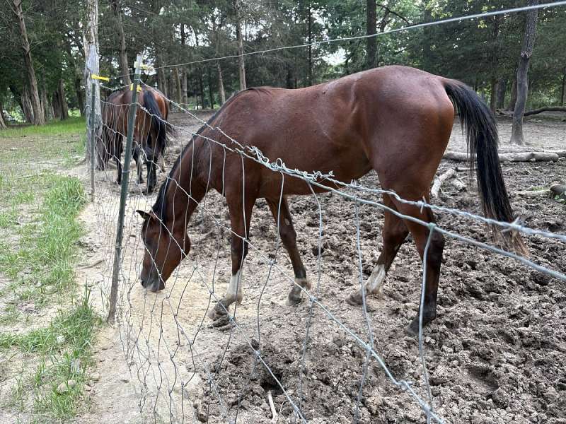 Anglo Arabian Horses for Sale