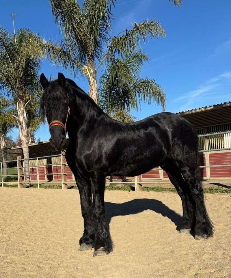 Danny Friesian Gelding Trail and Pleasure Riding