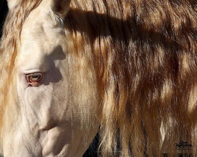 EquineNow Horses for Sale