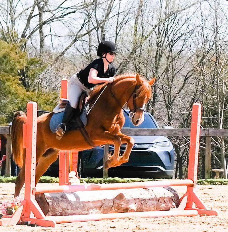 Barbie! Large Pony, Show Experienc