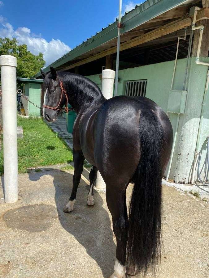 Lc Pepto Smart AQHA Black Stallion Only for Stud $ 500