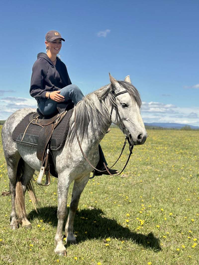 Stunning Andalusian Cross Mare