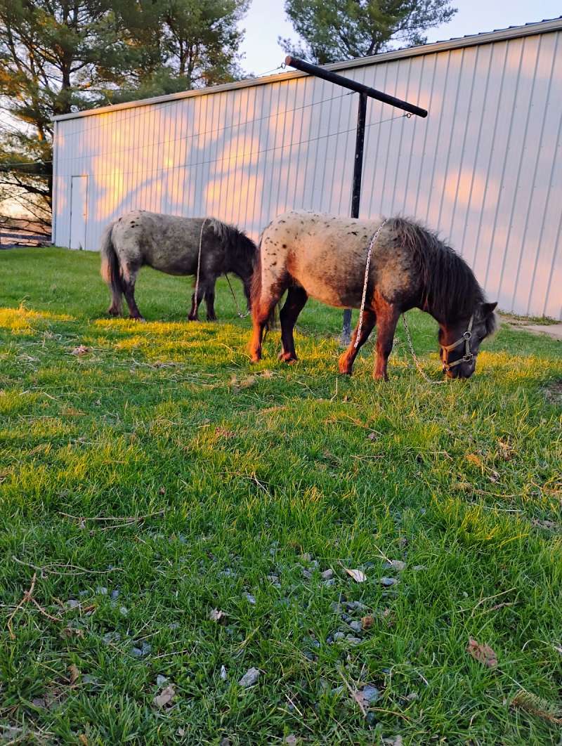 EquineNow Horses for Sale