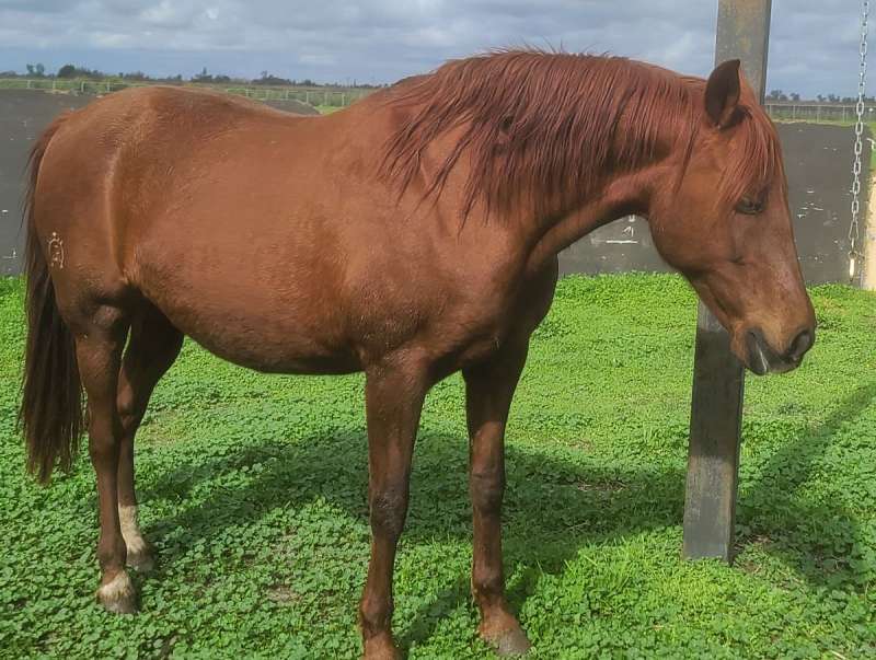 Chestnut Andalusian 2 N 1 Bred Mare Registered IALHA