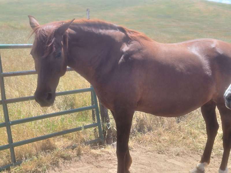Chestnut Andalusian 2 N 1 Bred Mare Registered IALHA
