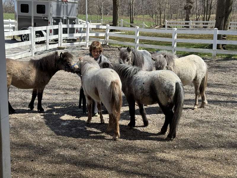 Looking for a Miniature Falabella Stallion With a Big Personality?