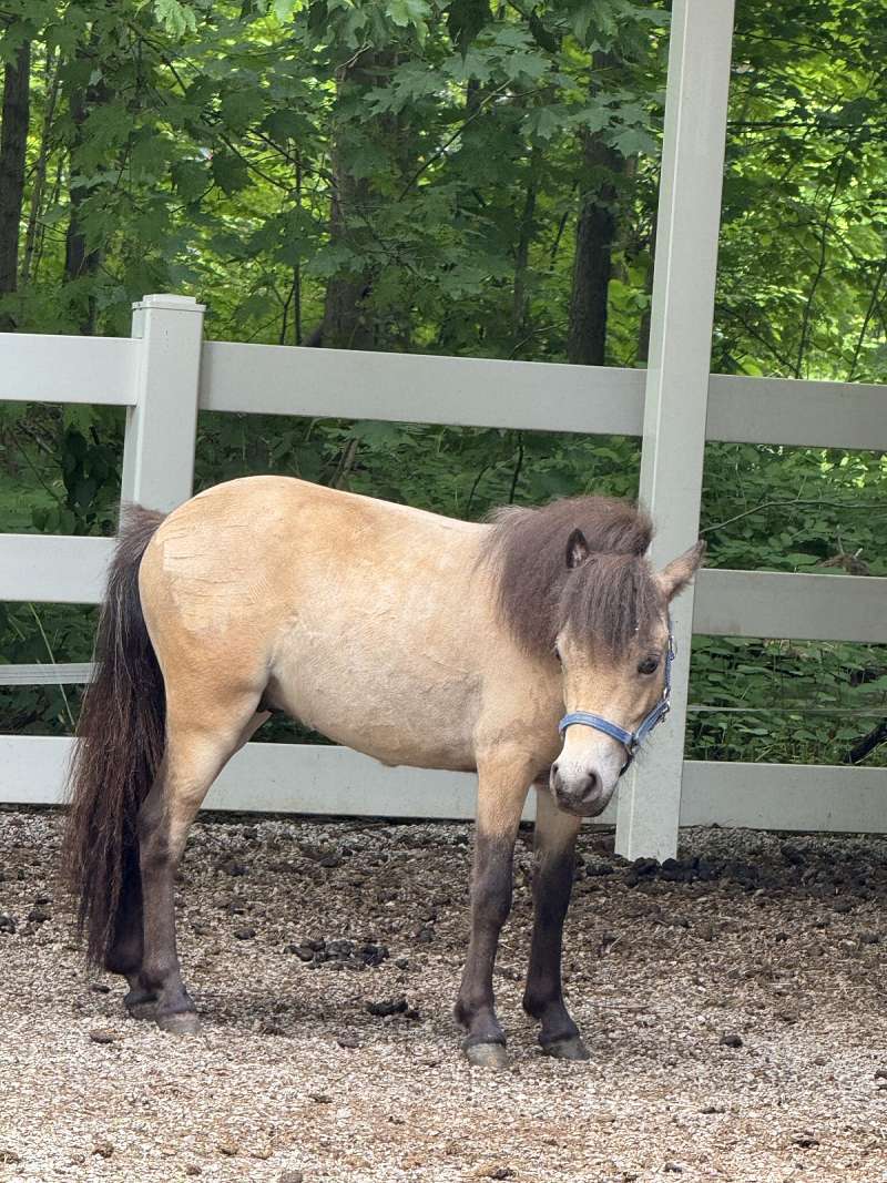 Falabella Blend Miniature - Black Dun