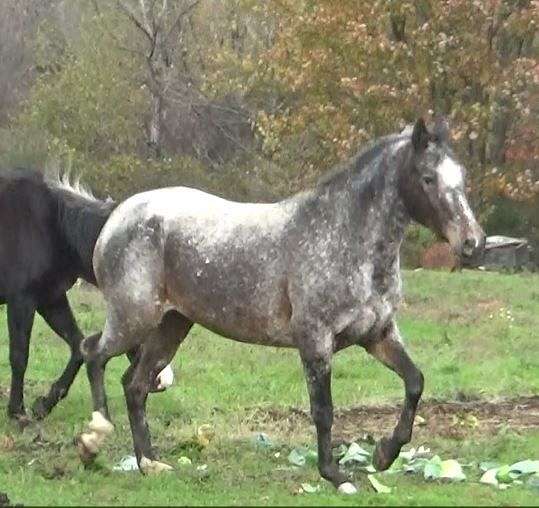 AraAppaloosa Horses for Sale