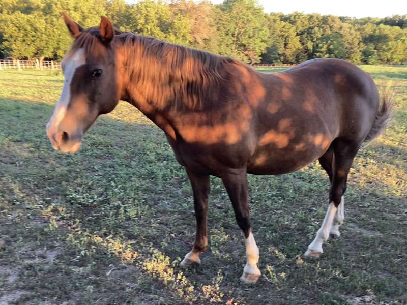 Nomad; Please Read Complete Ad Before Inquiring On Nomad