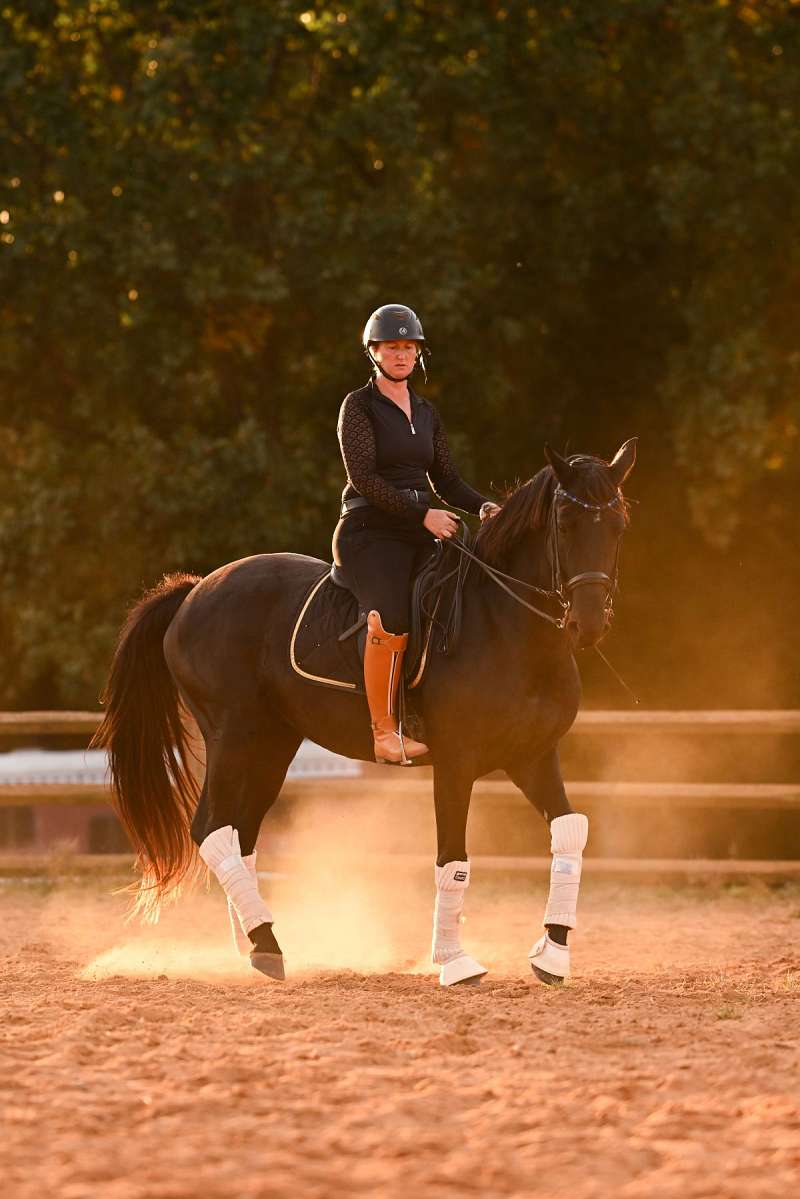 Dressage/Trail Partner