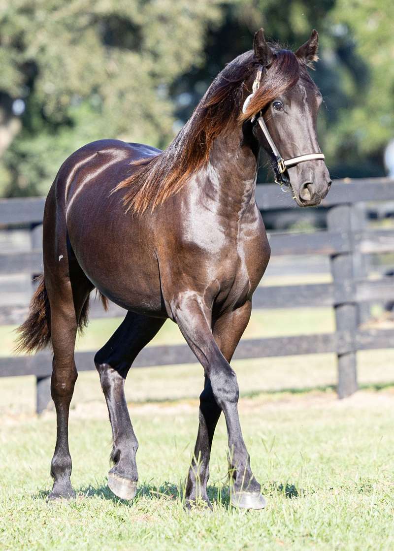 Sweet 75% Friesian Filly