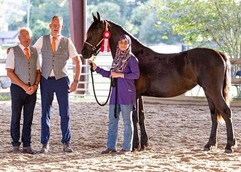 Sweet 75% Friesian Filly