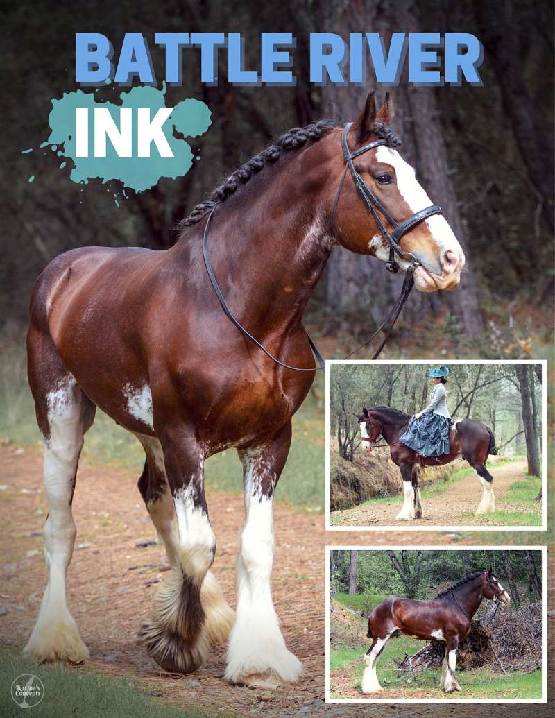 Clydesdale Cross Horses for Sale