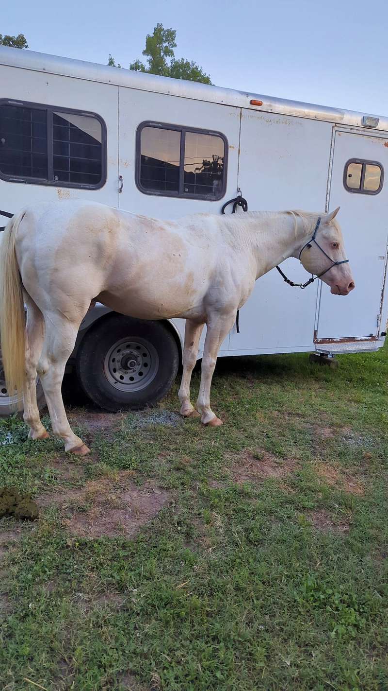 EquineNow Horses for Sale