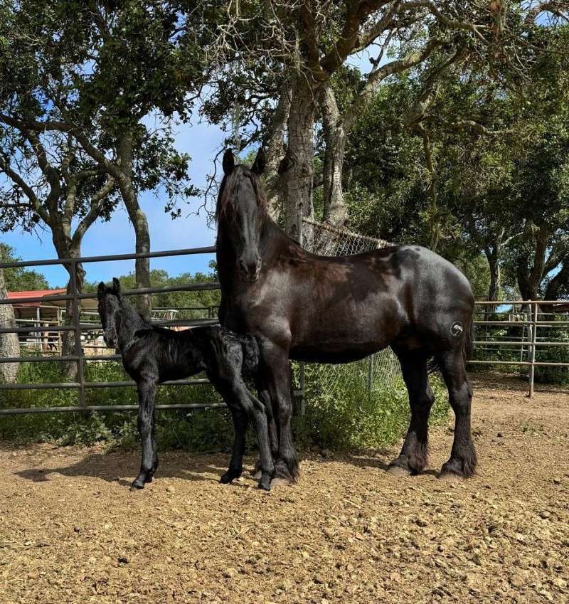 2024 Friesian Stud Colt Stallion in Arroyo Grande, CA