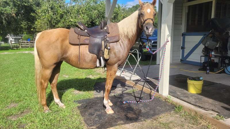 Quarab Horses for Sale