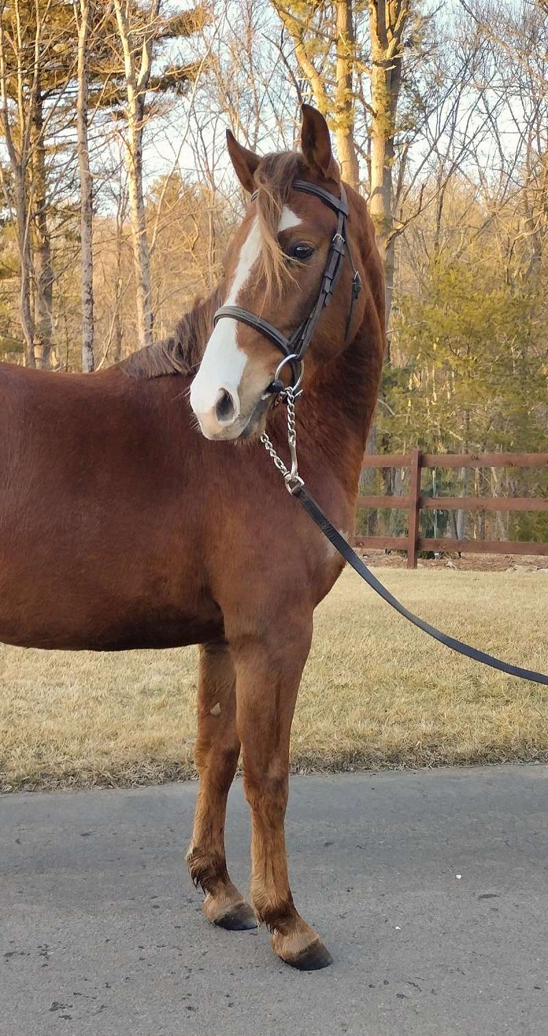 Lightly Started Morgan Gelding With Huge Sport Pony Potential and Brave!