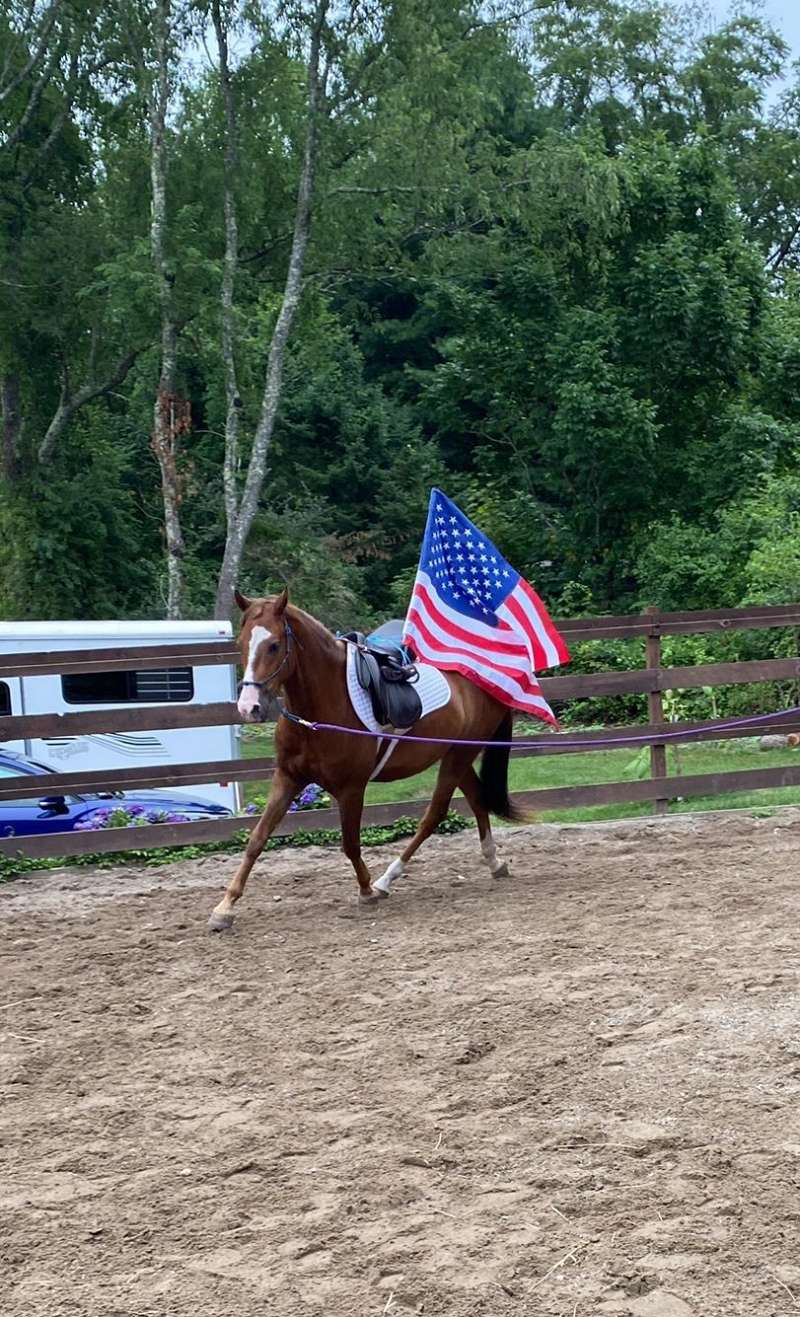 Lightly Started Morgan Gelding With Huge Sport Pony Potential and Brave!
