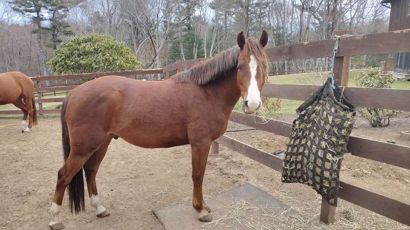 A Mini Warmblood in a Morgan Body • Fancy, Flashy & Fun