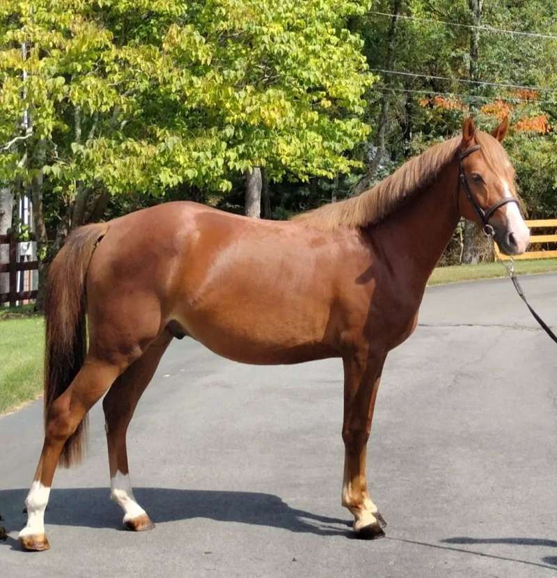 A Mini Warmblood in a Morgan Body • Fancy, Flashy & Fun