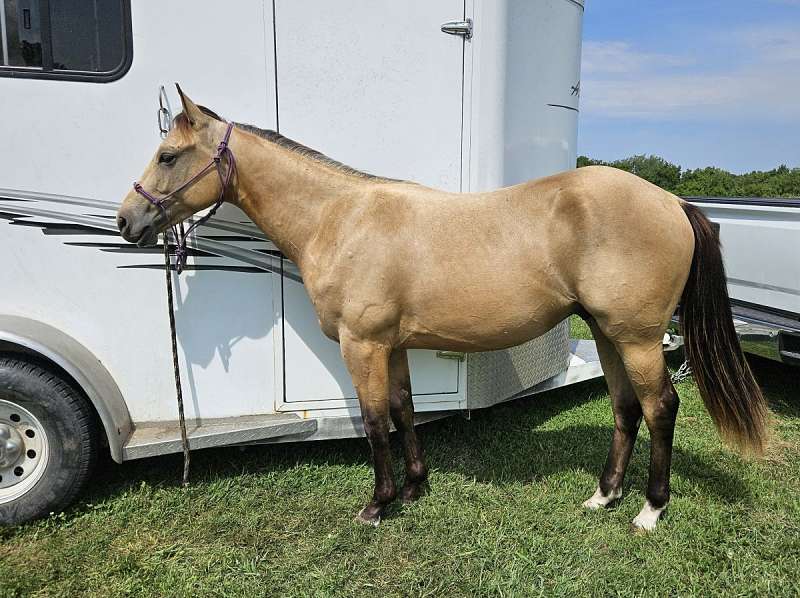 EquineNow Horses for Sale