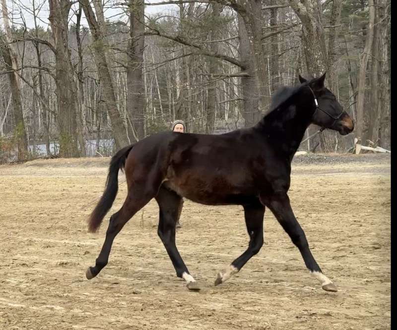 Glorioso's Pride Hu ("Guppy"): a Talented and Charismatic Hanoverian Colt