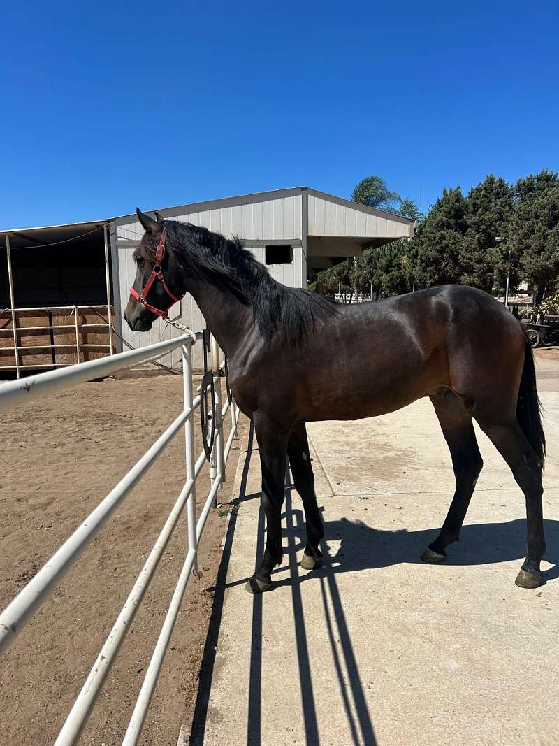2024 Andalusian Stallion in San Diego, CA